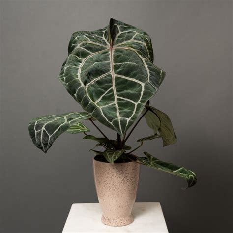 Docblock® Michelle™ Velvet Leaf Anthurium Anthurium Hybrid Proven Winners