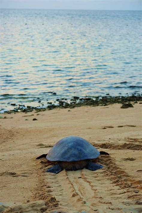 海龜島 海龜、海鳥、尼姆的家園 每日頭條