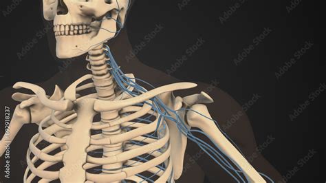 Brachial Plexus Network Of Nerves In The Shoulder Structure Stock Illustration Adobe Stock