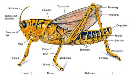 The Ultimate Guide To Grasshopper External Anatomy A Detailed Diagram