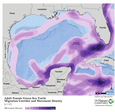 Adult Female Green Sea Turtle Migration Corridor And Movement Density