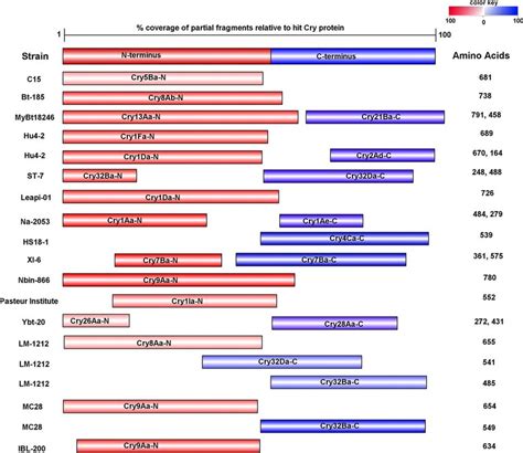 Schematic Representation Of The Split Toxins The Conserved N Termini Download Scientific