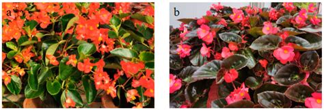 Polyploid Induction And Identification Of Begonia × Benariensis