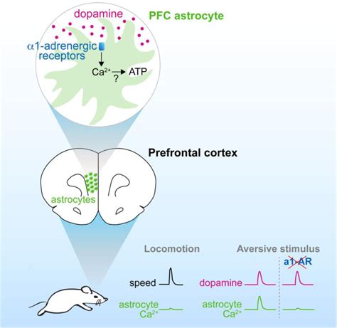 Dopamine Receptors In The Brain
