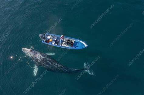 Grey Whale Stock Image C056 2768 Science Photo Library