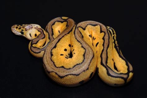 1000 Images About Ball Python Mutations On Pinterest Glow Pewter