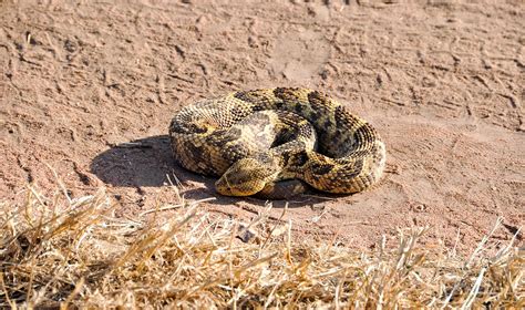 The African Puff Adder Tanzania Experience