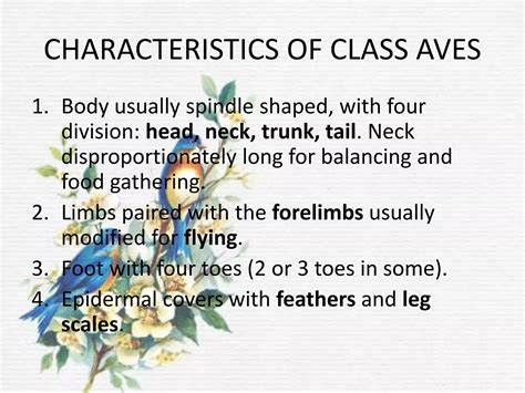 Characteristics Of Class Aves Pptx