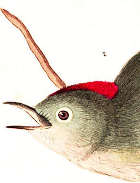 Ruby Crowned Wren Audubon Birds Birds Of America John James Audubon