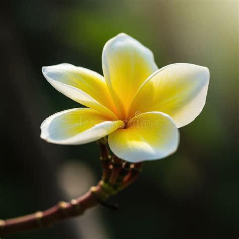 Yellow And White Plumeria Flower Closeup Stock Illustration