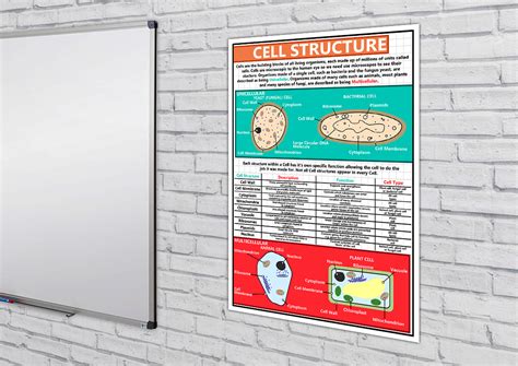 Gcse Science Cell Structure A2 Poster Tiger Moon