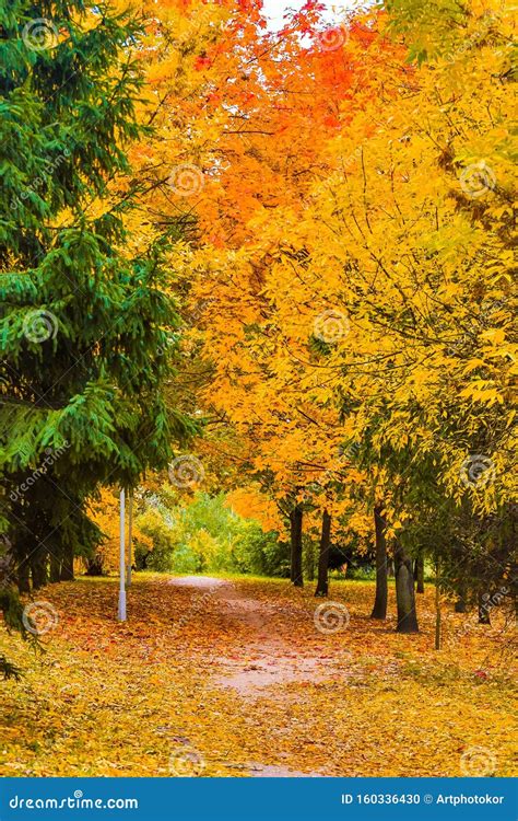 Trees Change Color In Fall Beautiful Landscape Season In Park Bright Autumn Stock Photo
