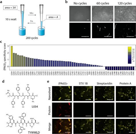 Automated Production And Screening Of A Loop Functionalized Peptoid Download Scientific Diagram