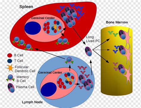 Plasma Cell Diagram