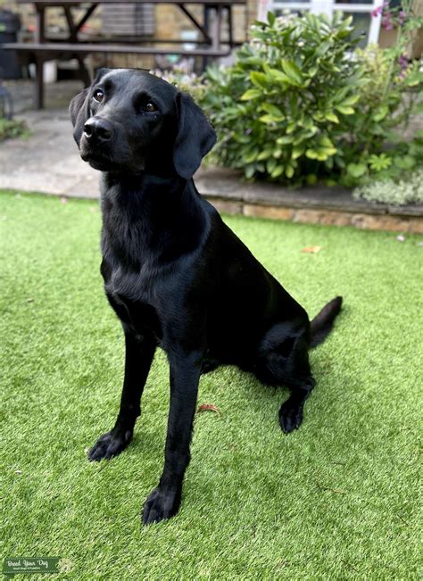 Black Labrador Retriever Stud Dog In London The United States