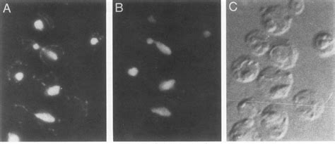 Npl3 Myc Is Located In The Nucleus Yeast Cells Bearing A Plasmid