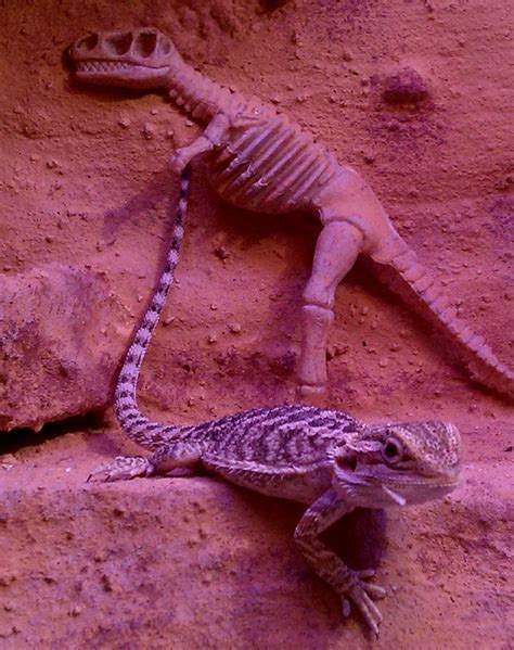 What Does A Bearded Dragon Skeleton Look Like