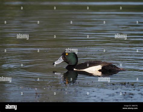 Tufted Ducks Are A Small Diving Duck They Feed Underwater After A