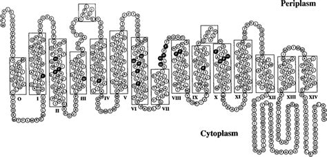 Secondary Structure Model Of Subunit I Showing Locations Of The Download Scientific Diagram