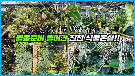 온실에서 키우는 식물 40종 투어 겨울 월동준비에 들어간 식물들 근황 Youtube