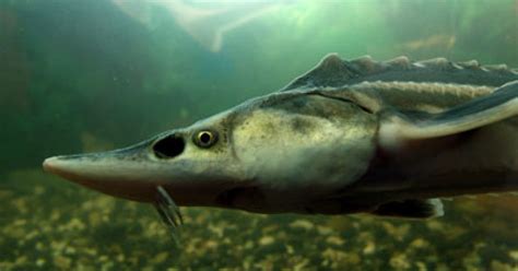 토종 철갑상어 바다 양식 가능