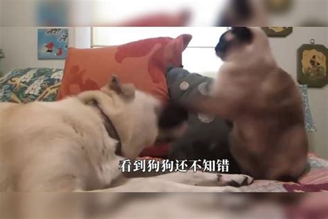 猫咪看到自家狗被打，气势汹汹立马去干架，镜头记录下全过程干架镜头猫咪