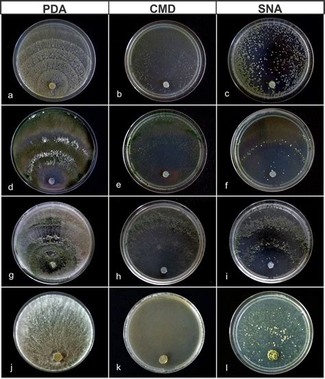 Colony Characteristics Of The New Trichoderma Species On Pda Cmd And Download Scientific
