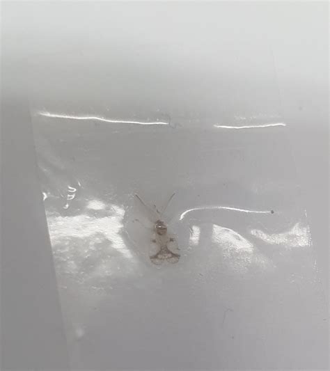더쿠 이거 무슨 벌레인지 아는덬 징그럽게 안생겼어
