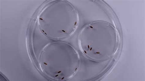 Fly Semantic Segmentation Dataset By Dslr Fly Eggs