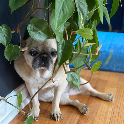Suji Back In Her Wheelchair Days Pugs
