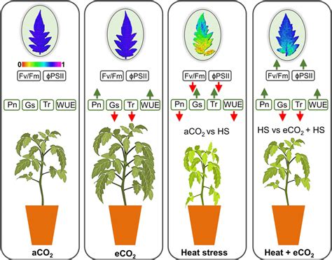 Interactive Effects Of Elevated Co2 And Heat Stress On Leaf Gas