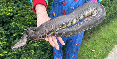 Adult Chrome Sumatran Short Tailed Python Male Scales And Tails Of Ohio