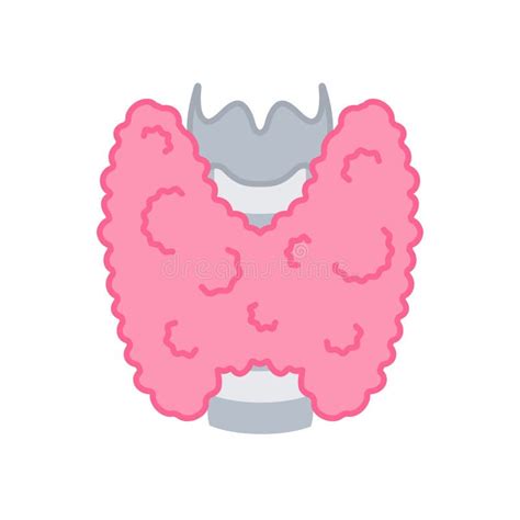 Healthy Thyroid Gland Body Organ Outline Icon Stock Vector