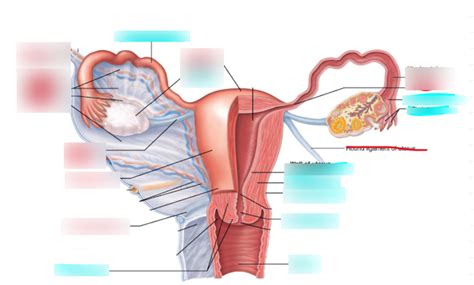 Roberts Bio244l Exam 4 Diagram 9 Diagram Quizlet Roberts Bio244l Exam 4 Diagram 9 Diagram Quizlet