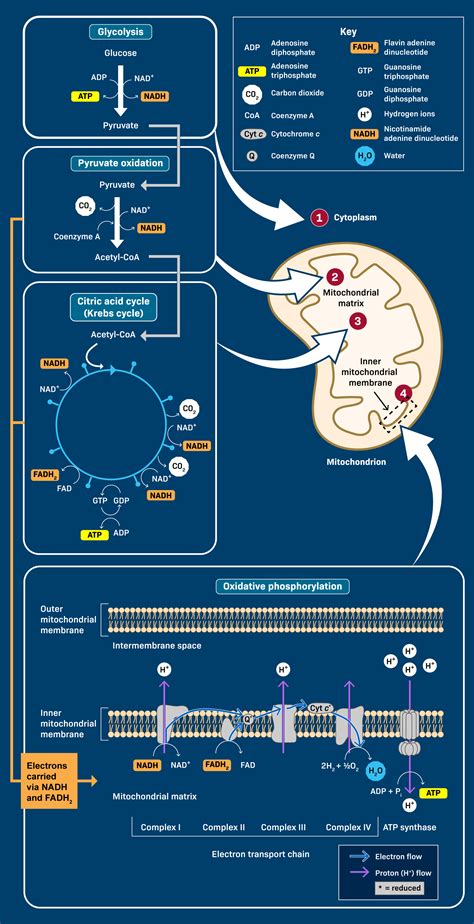 Cellular Respiration Photosynthesis Flow Chart