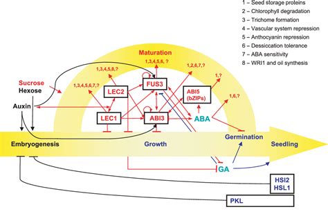 Figure 2 From Deciphering Gene Regulatory Networks That Control Seed