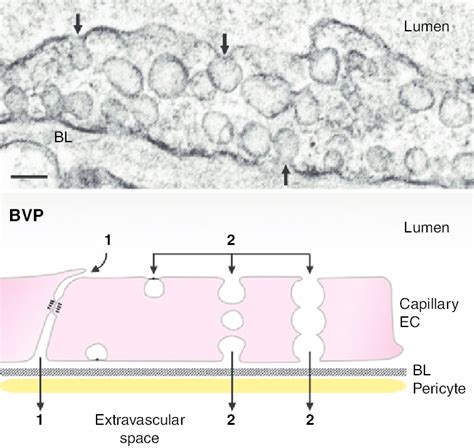 5 Capillary Endothelial Cell Upper Panel Electron Micrograph Download Scientific Diagram