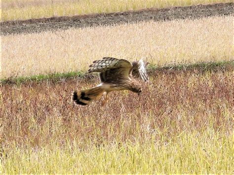 マダラチュウヒの可能性はないでしょうか 日本の野鳥識別図鑑