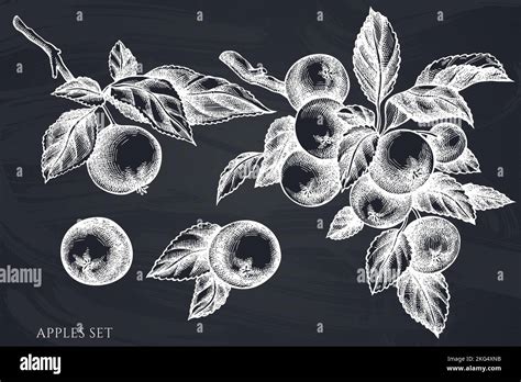Gardening Hand Drawn Vector Illustrations Collection Chalk Apples Stock Vector Image Art Alamy