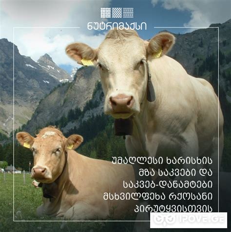 ნუტრიმაქსი Ipove Ge