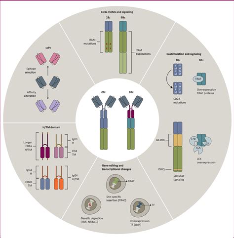 Figure 3 From Function And Evolution Of The Prototypic Cd28ζ And 4 1bbζ