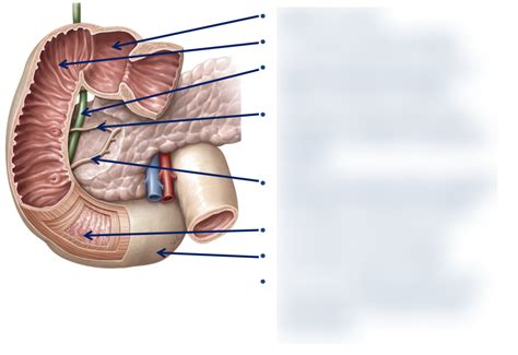 Anat100 Duodenum Parts Diagram Quizlet