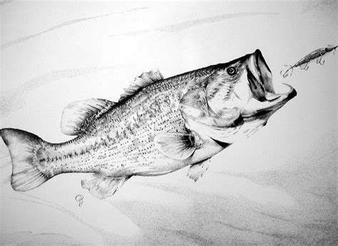 Largemouth Bass Sketch At Explore Collection Of