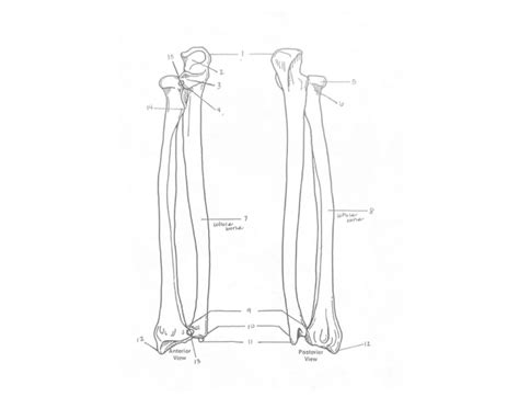 Ulna Radius Labeling Practice — Printable Worksheet