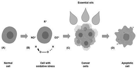 Biomedicines Free Full Text Plant Derived Substances With