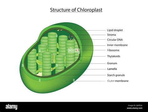 Thylakoid Membrane Photosynthesis