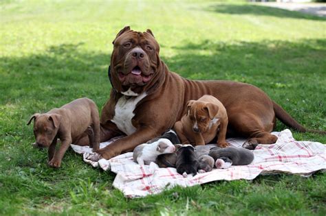 Hulk Pitbull Wallpapers Wallpaper Cave