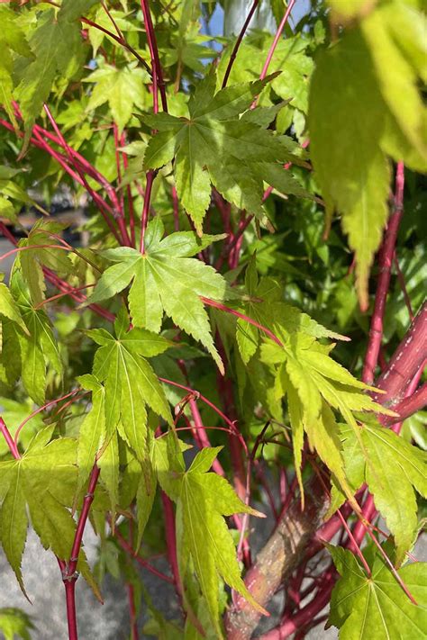 A Guide To Different Japanese Maple Types Gardeners Path