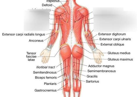 Semester 1 Anatomy Final Diagram Quizlet