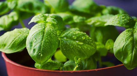 Basil Characteristics Cultivation Use And Curative Effects Live